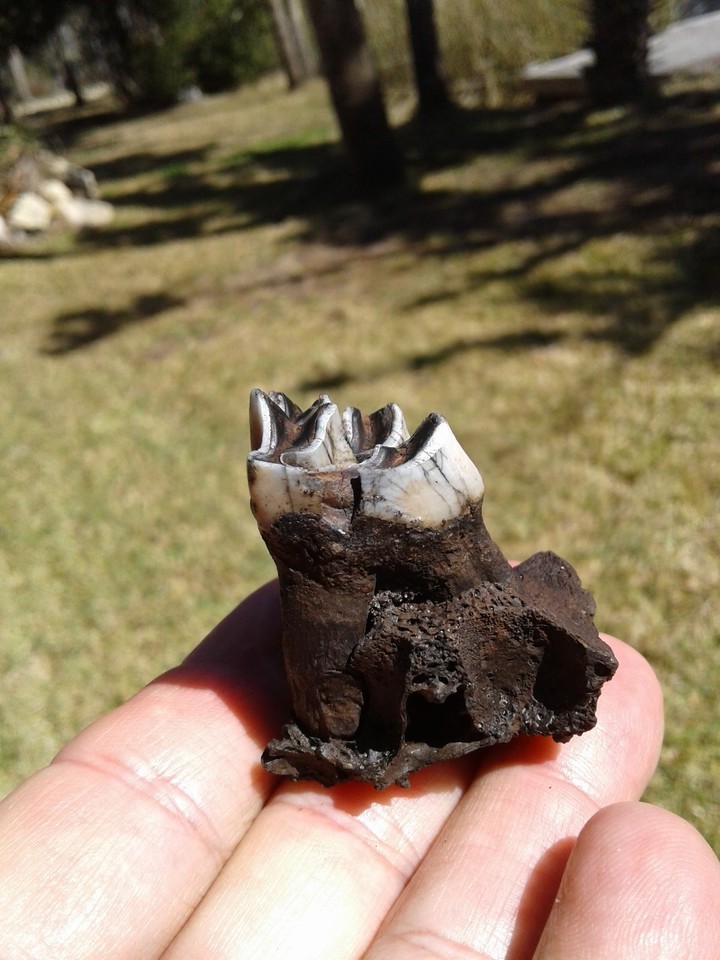 Bargain Museum Quality Camel Tooth In Jaw Florida Ice Age Extinct ...