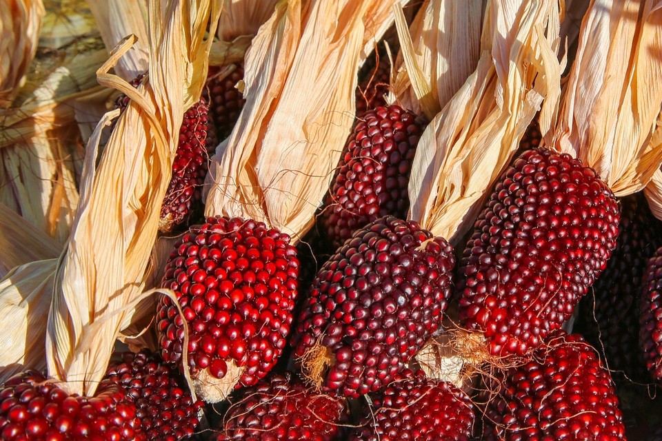 Seeds Corn Strawberry Ornamental Rare Early Vegetable Giant Organic NON ...