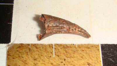 GAR-6 Dinosaur Age Morocco Bone Claw Possible Small Dromaeosaur ...