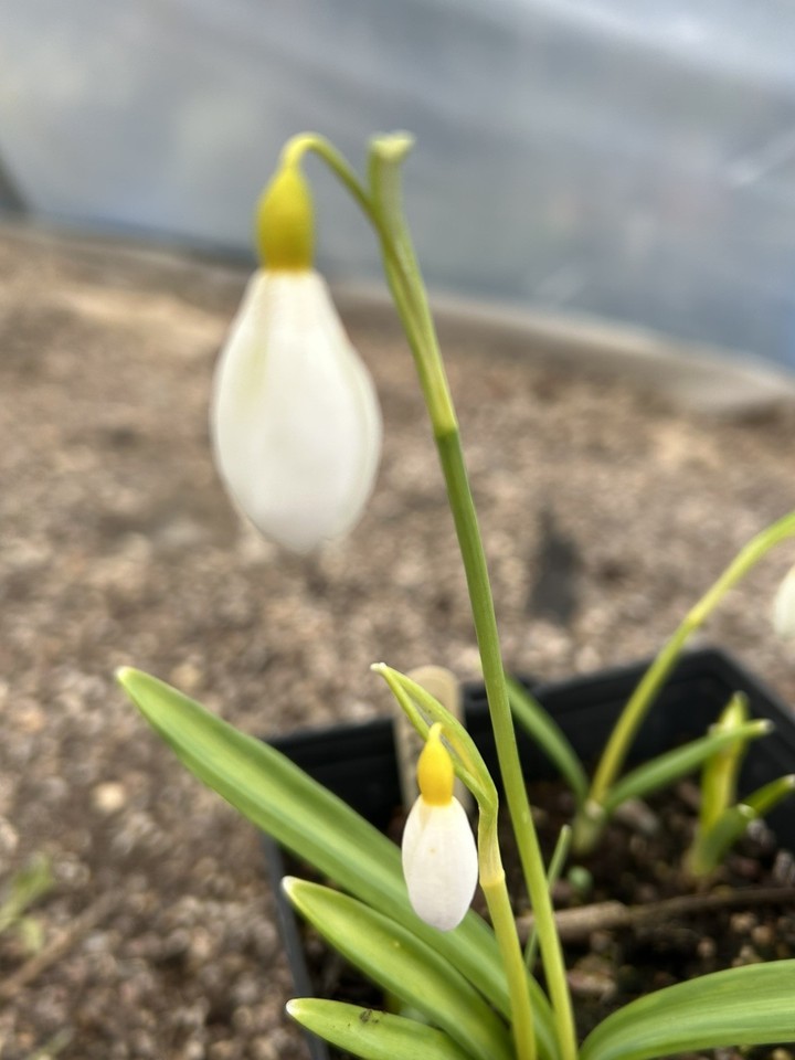 Galanthus 'Bill Clark' X1 Snowdrop Bulb | eBay UK