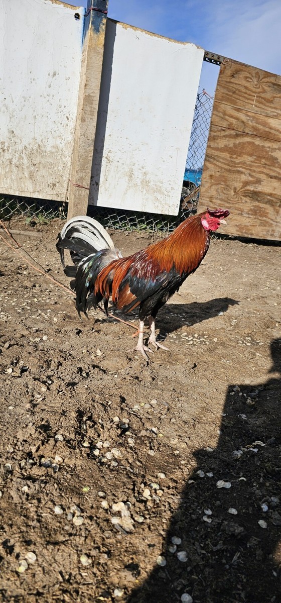 Whitehackle Gamefowl Lemus Gamefowl – LemusGamefowl Is A A Gamefowl