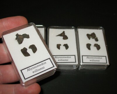 Permian parareptile Abyssomedon fossil collection Richards Spur display ...