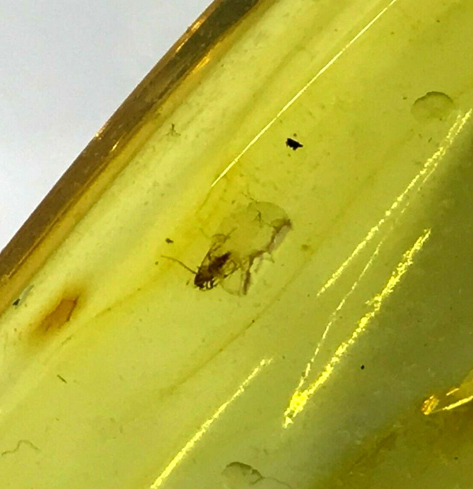 Gift Amber Pendant Insect Fossil Insects Inclusion Silver 925 Gold Plat ...