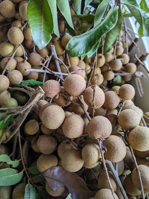 1 Pack 10 Longan Seeds Dimocarpus longan Seed Dragon Eye Fruit Organic ...