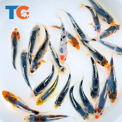Calico Blue Koi Fish For Sale – Buy Live Koi Fish Online | Toledo ...