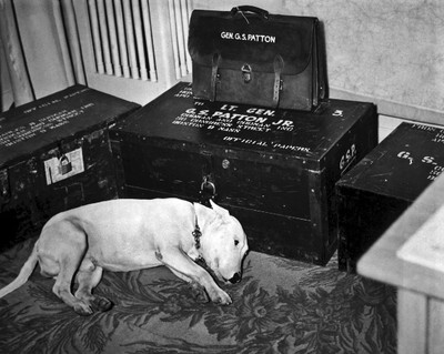 New 8x10 World War II Photo: General George Patton's Dog Mourns his ...