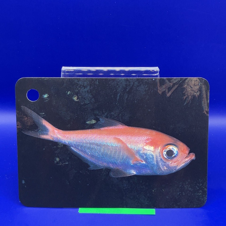 Animal Card Fish Sea Creatures 4.25 x 2.75 Inch Made in Japan Japanese ...