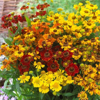 6 Helenium Helena Mixed Hardy Herbaceous Perennial Plug Plants | eBay UK