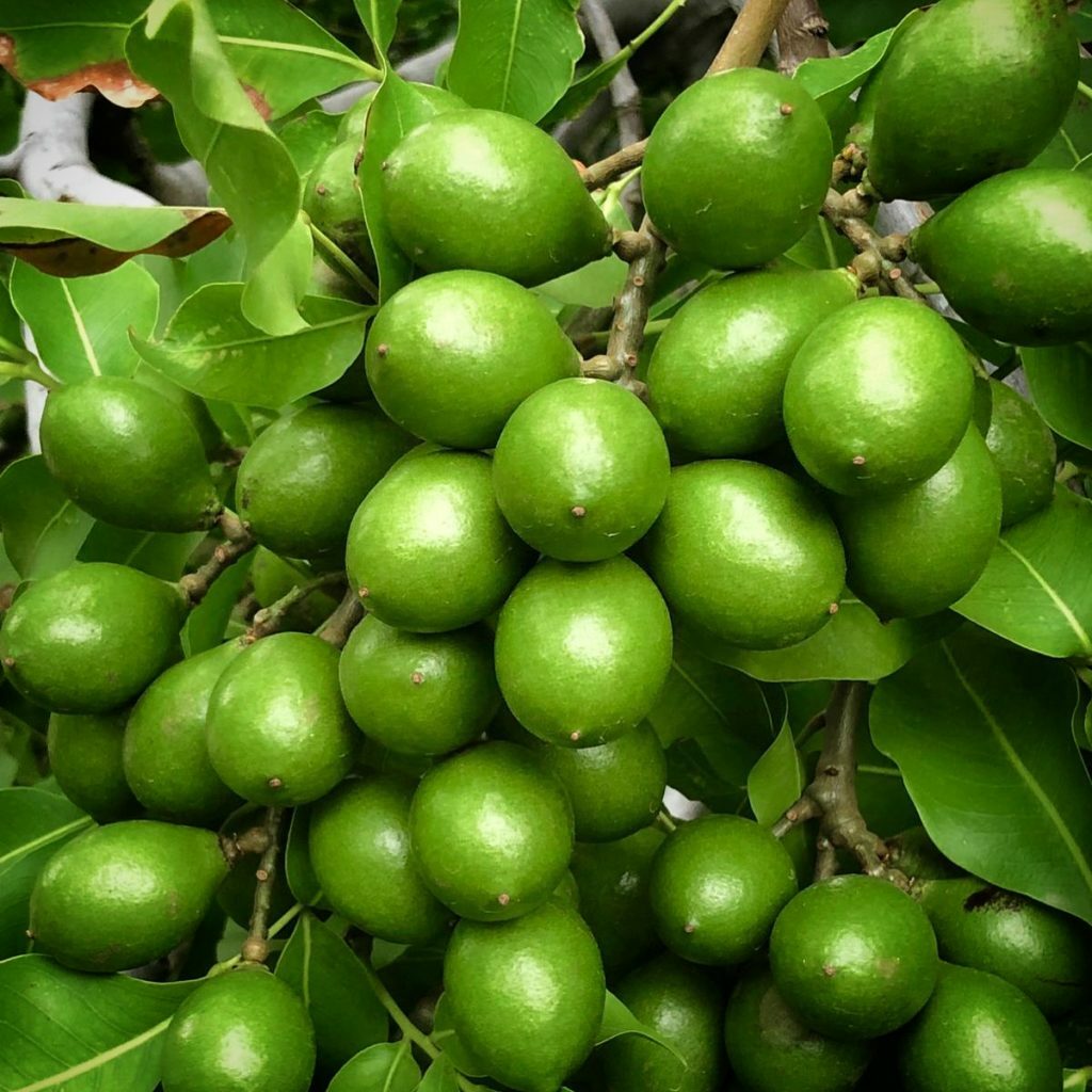 Quenepa Tree Quenepa / Spanish Lime Trees Plants & Seedlings Port