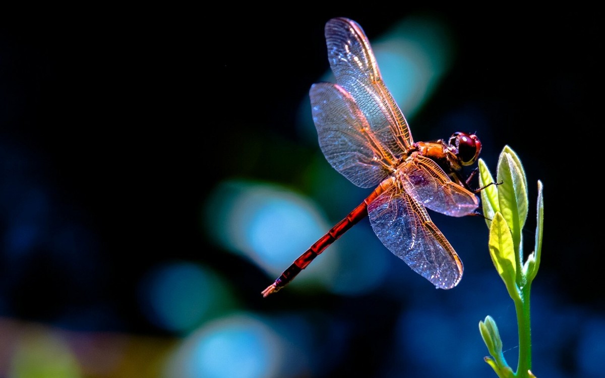 Pretty Dragonfly