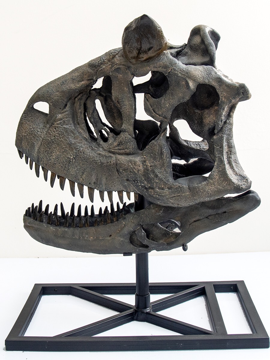 Carnotaurus sastrei, dinosaur skull replica 1:2 with support base | eBay