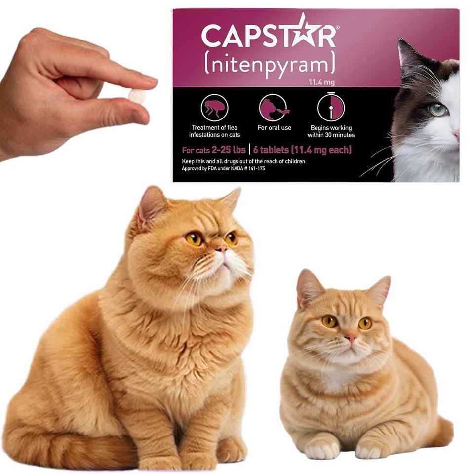 Capstar Nitenpyram 11.4mg 6Tablets For Cats 2-25 LBS 2027 H OT | eBay