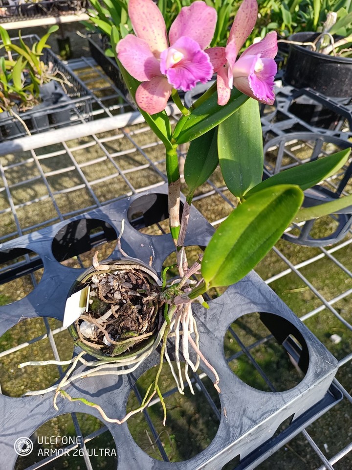 (95) Rlc. Deception Spots - BARE-ROOTED | eBay Australia