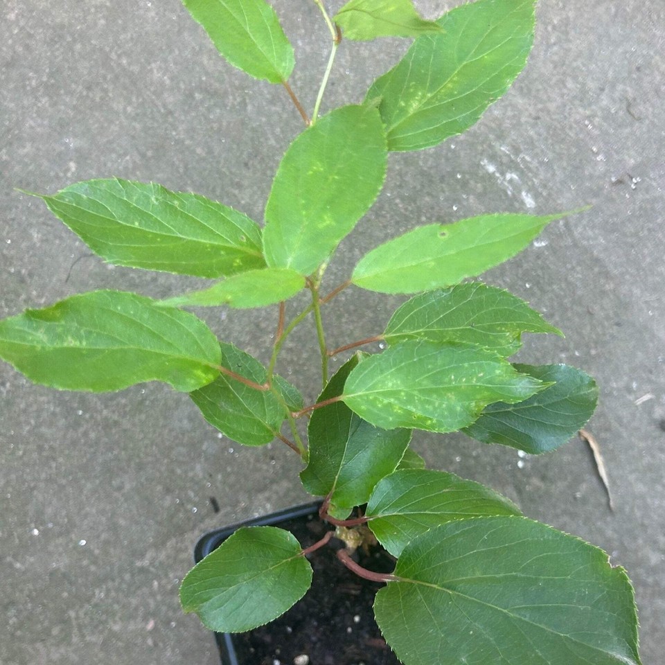 Hardy Kiwi Plants- Anna (Female), Meader (Male) Plants, Perennial Fruit ...