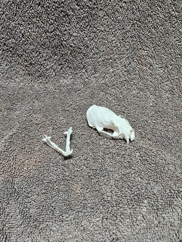 Real Wild Mink Skull Taxidermy Trapping Hunt Fish Bone Skeleton Museum ...