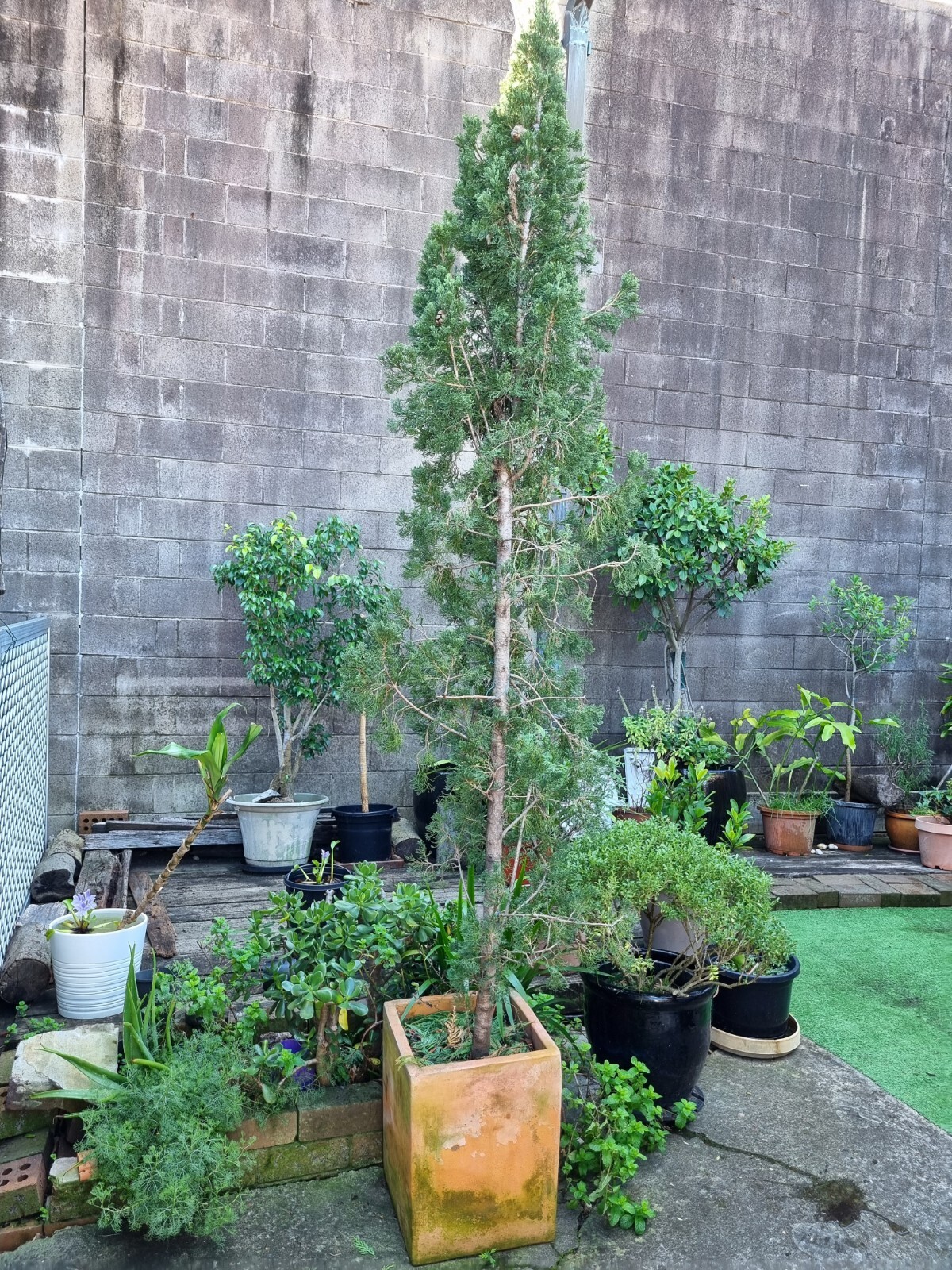 pencil pine trees | eBay