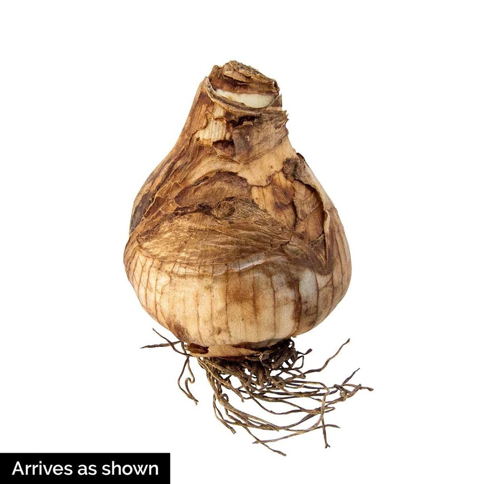 Giant Daffodils for Naturalizing Spring Flowering Bulb Mixture ...