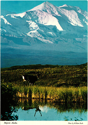 Alaska - Mt. McKinley with Caribou Postcard Unposted Alaska Joe Curt ...