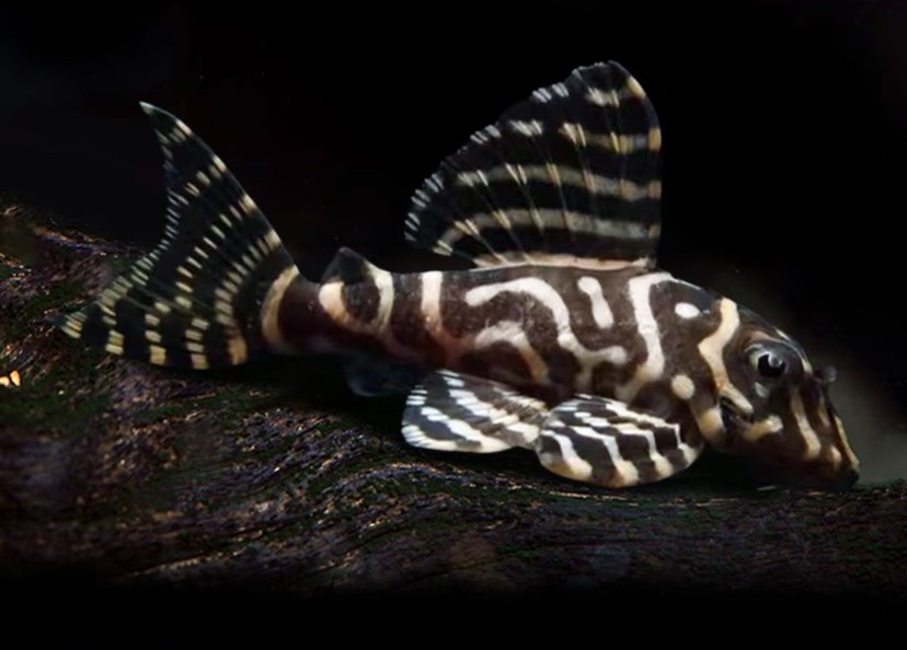 ⚽ Live L333 King Tiger Pleco Tank-Bred High Quality Tropical Fish | eBay