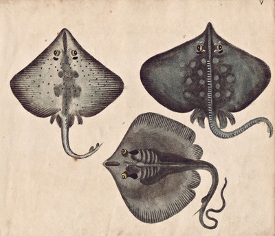 Glattrochen Skate Spitzrochen Adlerrochen Eagle Ray Fish Lithograph ...