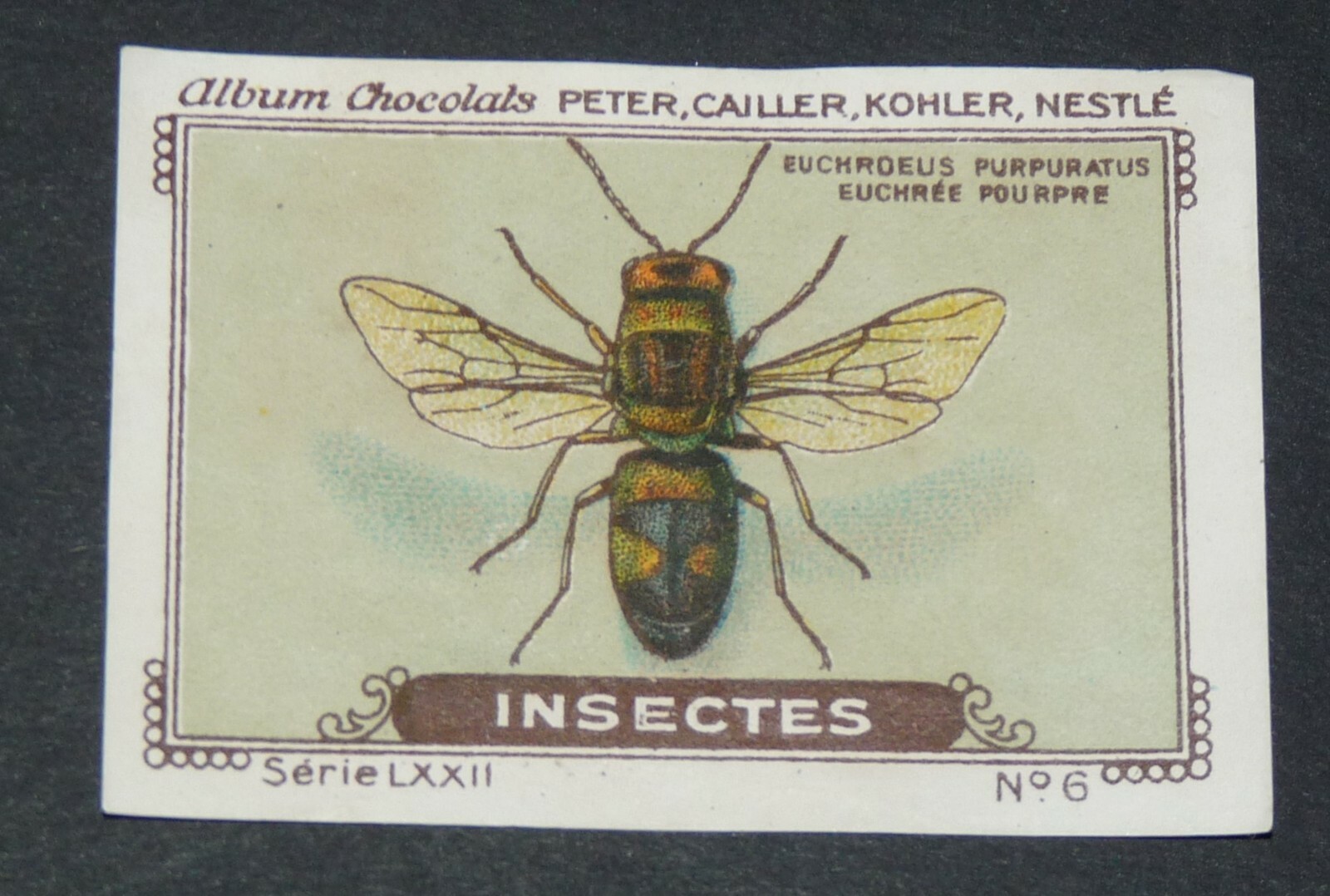 CHROMO PETER CAILLER KOHLER NESTLE 1928 SERIE LXXII INSECTES N°6 ...