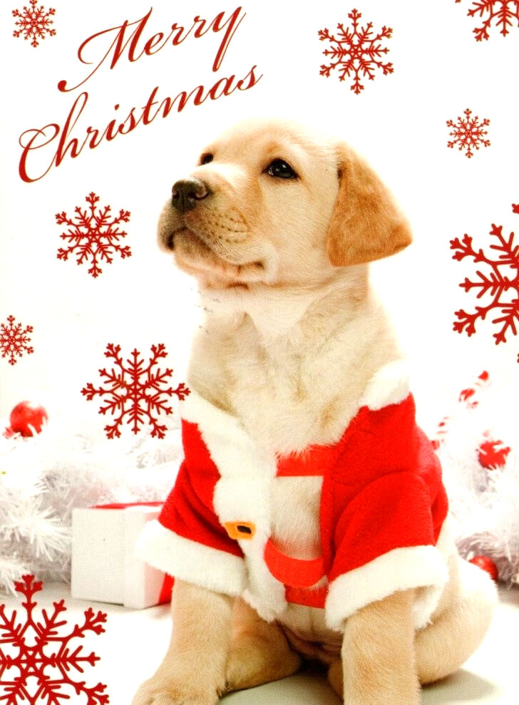 Merry Happy Christmas Yellow Lab Labrador Puppy Dog Greeting Cards ...
