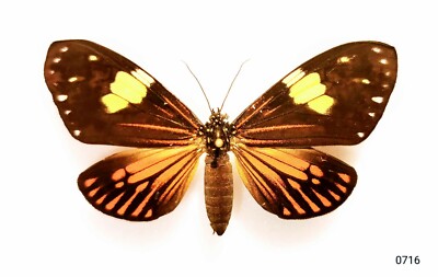 Artiidae Chetone angulosa A1 from PERU - PAPERED - #0716 | eBay