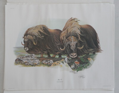 Richard Timm Musk Ox 22"x28" Registered & Signed Lithography Fine Art ...