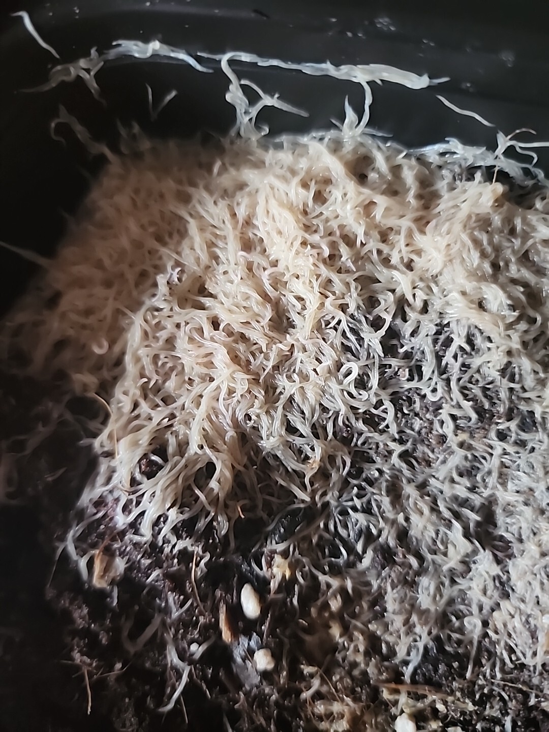 Grindal worms (Enchytraeus buchholzi) as a food for fish >> killi.co.uk