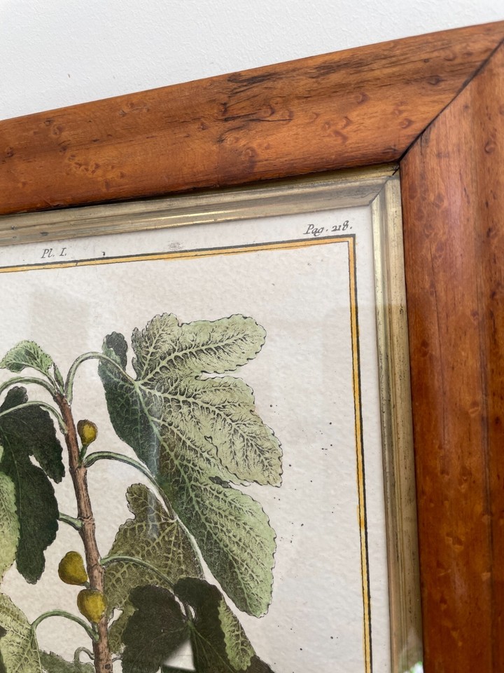 Figue Blanche vintage framed book plate print figs botanical old ...