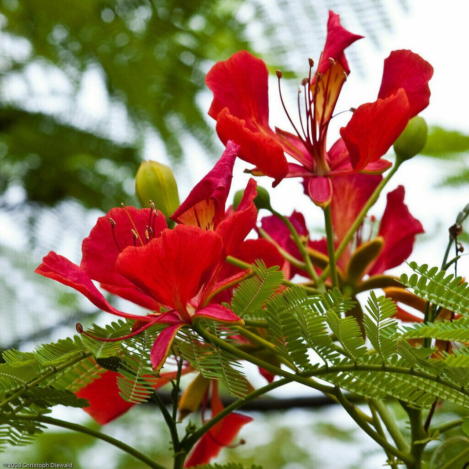 Delonix regia, Tree of Fire, Flamboyant, Royal Poinciana - 10 Se eds | eBay