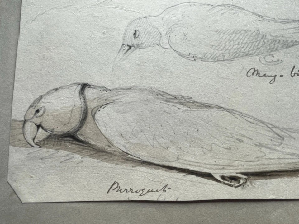 Drawing attributed 1842 Wilkes Expedition. United States Exploration ...