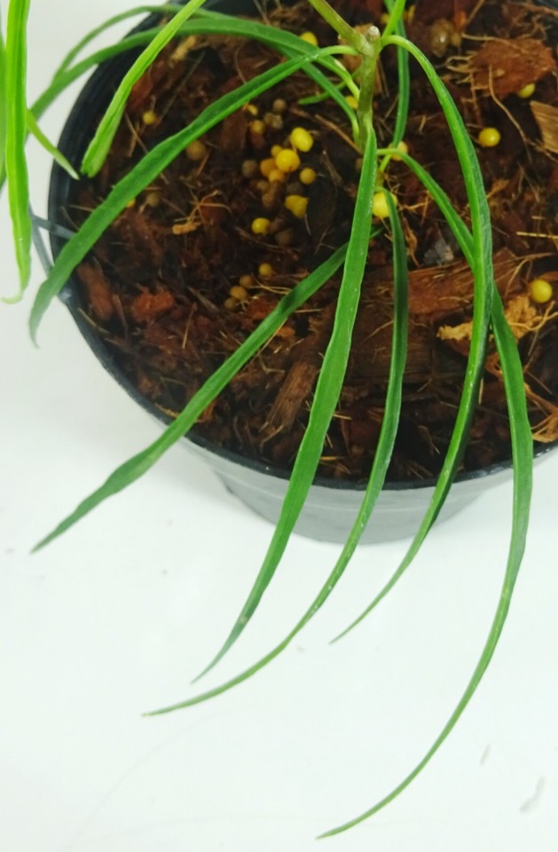 Hoya stenophylla, 12 Inches Healthy Mature Plant, RARE, Houseplant | eBay