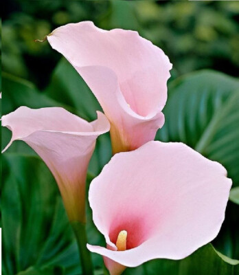 Arum Lily Pink Mist x 1 Plant --- Perennial - bulbs | eBay Australia