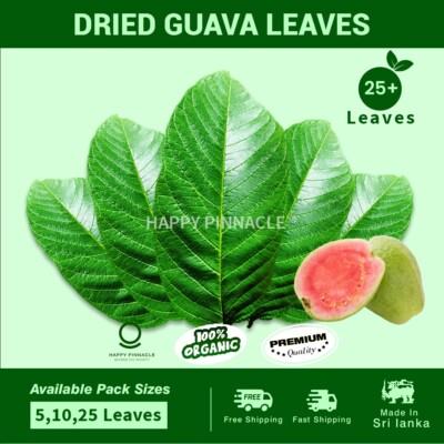 25 Premium Dried Guava Leaves Hojas de Guayaba Guayabo Psidium Guajava ...