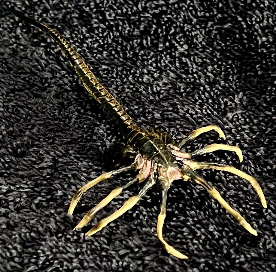 FACE HUGGER • NECA ALIENS ROMULUS FIGURE ACCESSORIES | eBay