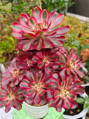 Aeonium Chanel Rooted plant - one rosette Variegated- choose size UK ...