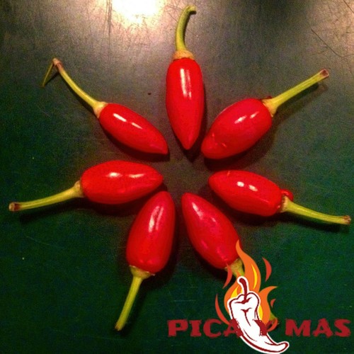 30 CHILE PINGUITA DE MONO PERU CHILLI SEEDS SEMILLAS CEVICHE PIPI DE ...