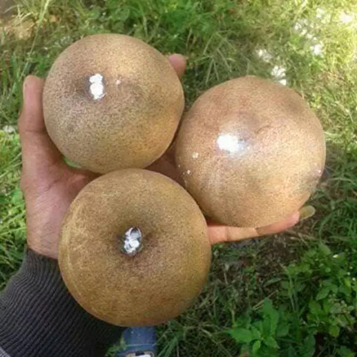 Graftedd Sawo Jumbo Mexico (Alano) Manilkara Zapota Fruit Tree House ...