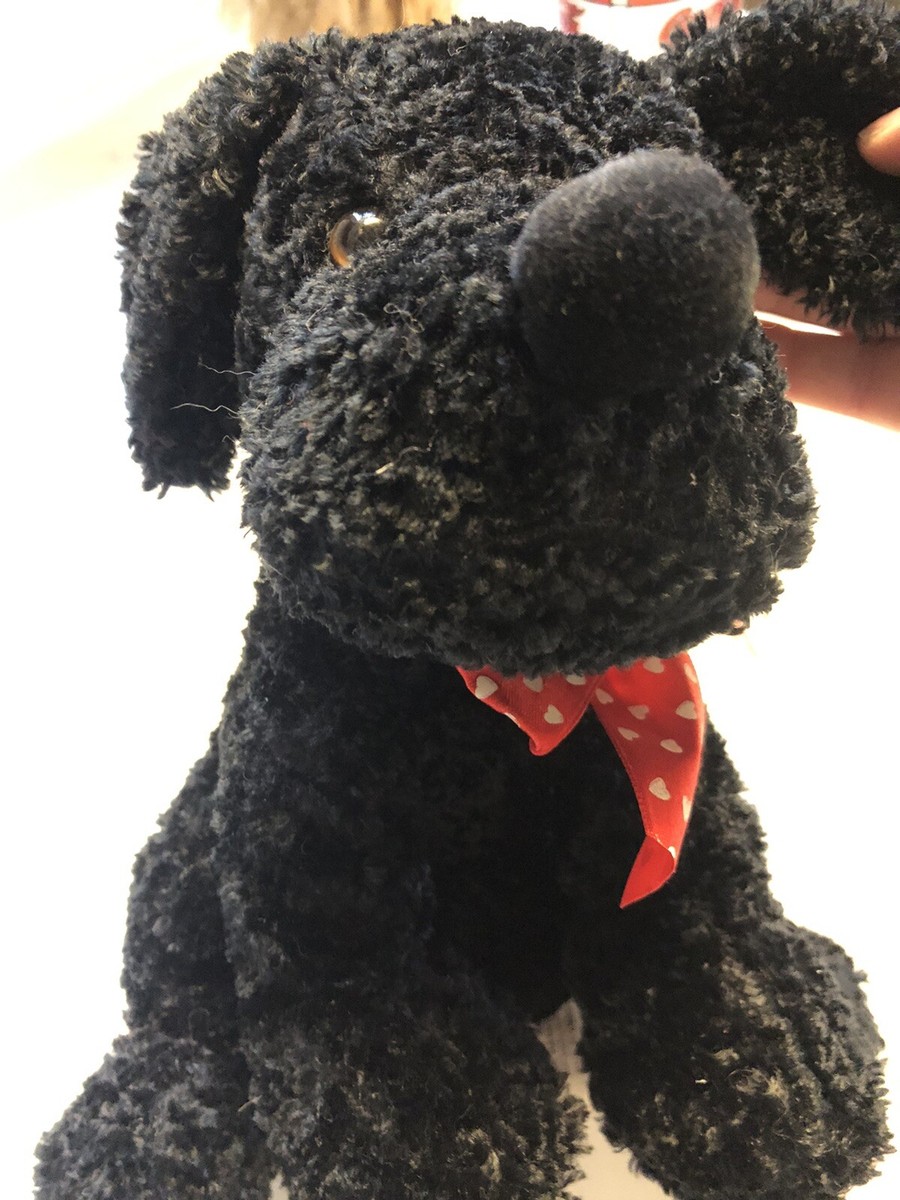 Curly Hair Black And Chocolate Lab Mix 👢 Black Labrador Lab Retriever ...