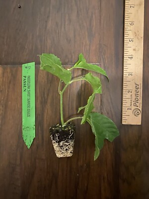 Sweet Sunrise Passion Fruit (P. edulis) - 1 TC Plant/Plug -3-6 in ...
