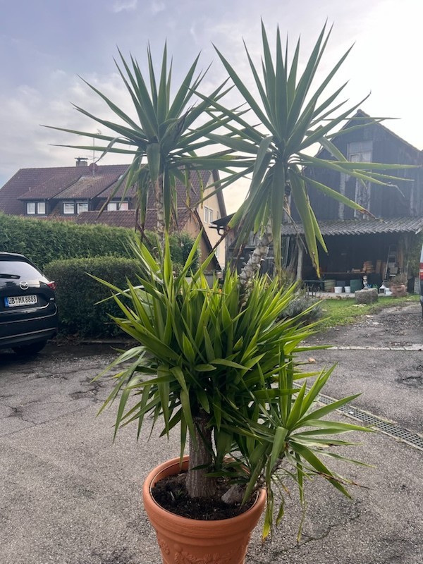 Yucca Palme Winterhart