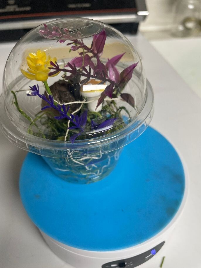 Basic Praying Mantis Kit + 1 Egg Case ootheca Picked Fresh 6 oz ...