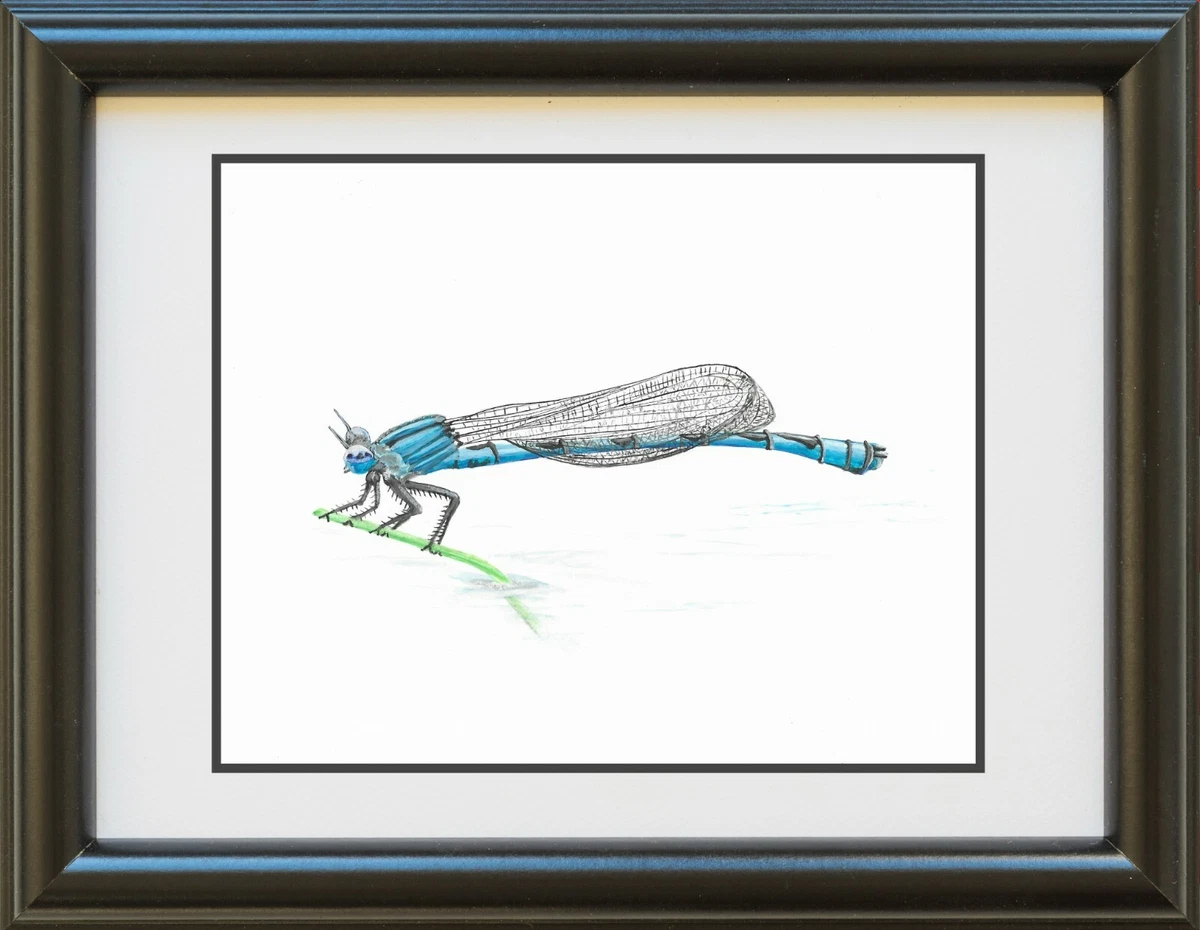Damselfly Nymph Drawing