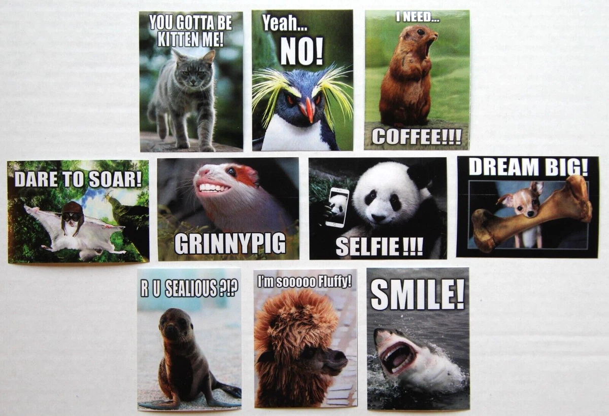 Cute Animal Photos With Sayings