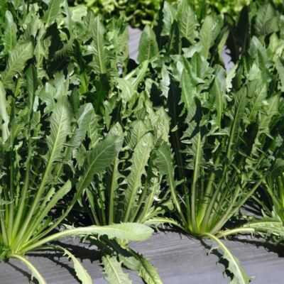 CHICORY Catalogna/ Long Green 150 seeds Spring Summer Vegetable garden ...
