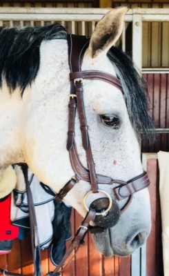 ANATOMICAL LEATHER JUMPING BRIDLE PADDED COMFORT SHOW STITCHING BLACK ...