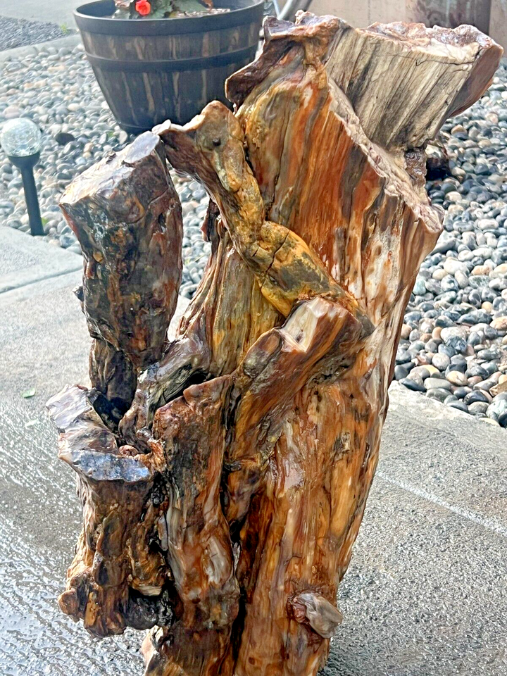 76 lb agatized petrified wood root ball very rare one of a kind ...