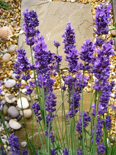 20 Seeds DWARF MUNSTEAD LAVENDER Blue English Lavandula Angustifolia ...