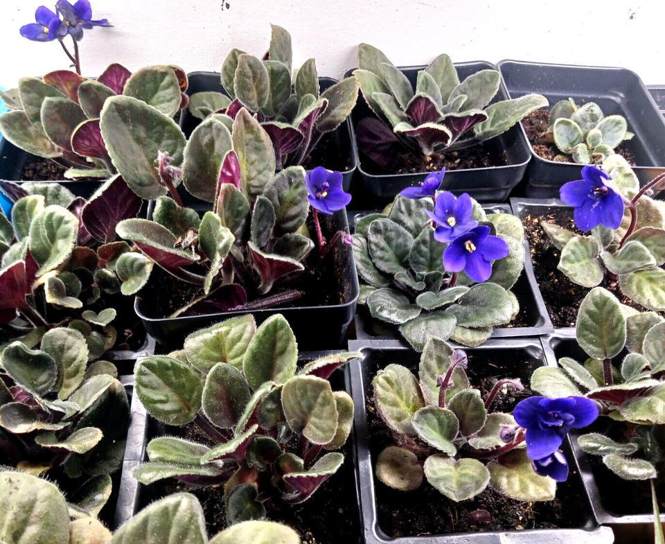 Cobalt Blue / PURPLE African Violet 1 Live STARTER Plant - 2" pot | eBay